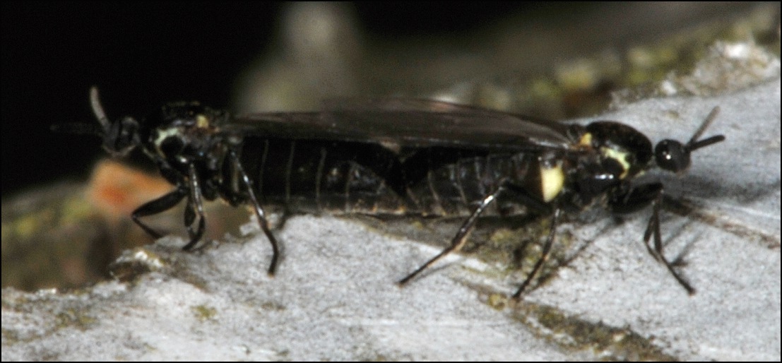 Diptera.info - Discussion Forum: Scatopse notata(copula)? (Scatopsidae)