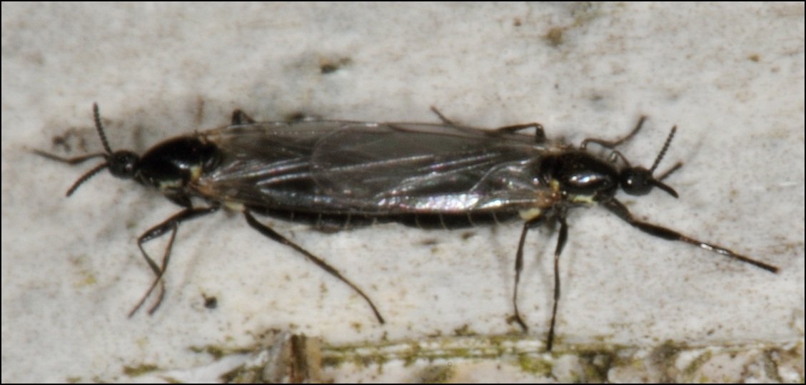 Diptera.info - Discussion Forum: Scatopse notata(copula)? (Scatopsidae)
