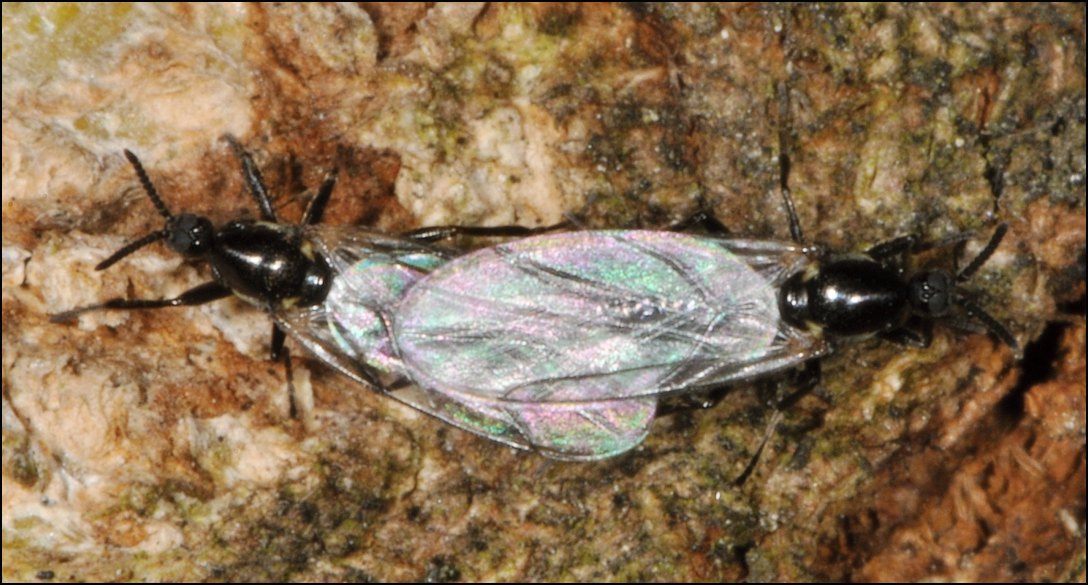 Diptera.info - Discussion Forum: Scatopse notata(copula)? (Scatopsidae)
