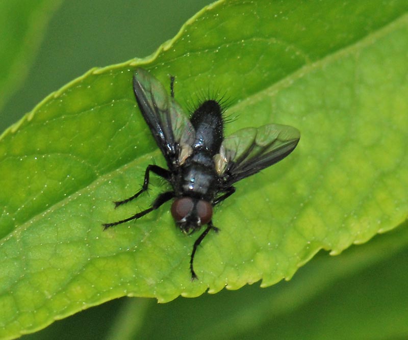 Diptera.info - Discussion Forum: Nyctia halterata, was :Morinia doronici
