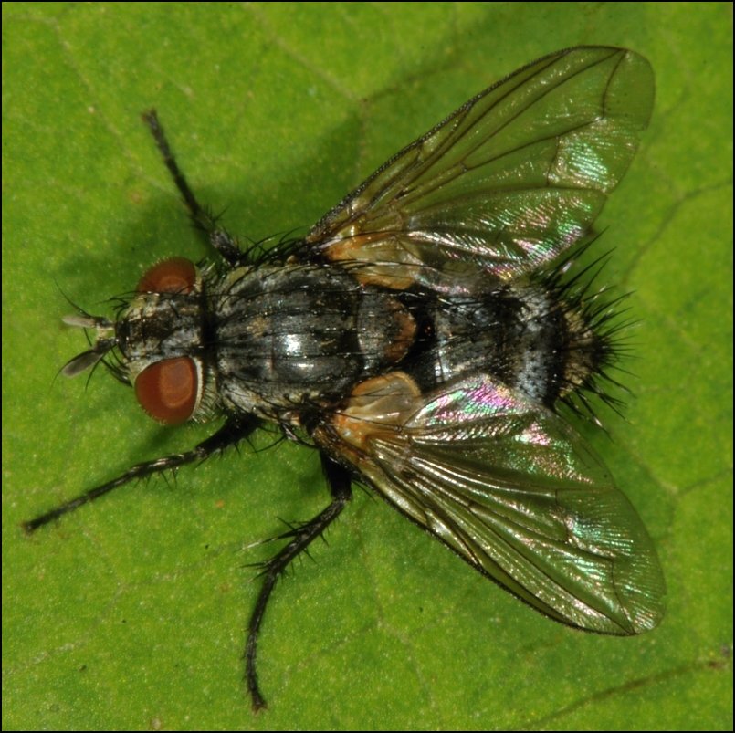 Diptera.info - Discussion Forum: Bothria subalpina? (Phryxe cf. nemea)