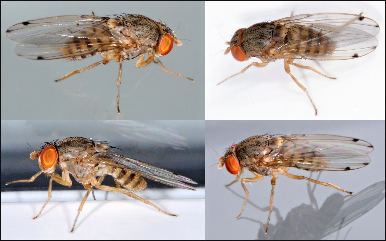 Diptera.info - Discussion Forum: Gitona distigma? (Gitona distigma)