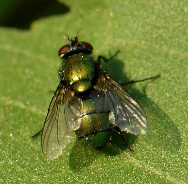 Diptera.info - Discussion Forum: Green fly?