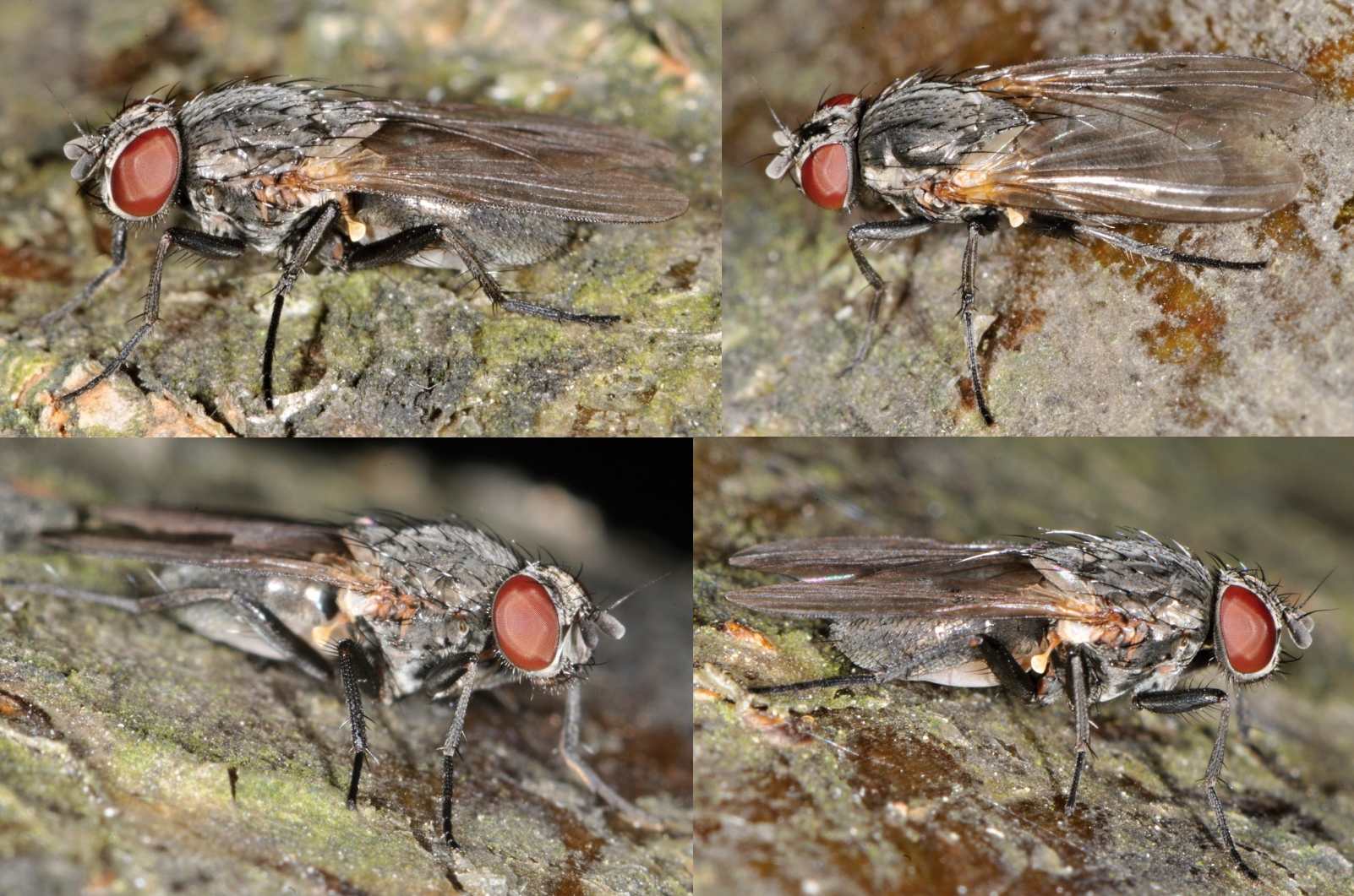 Diptera.info - Discussion Forum: Hydrotaea sp.? (Fannia sp.(female)