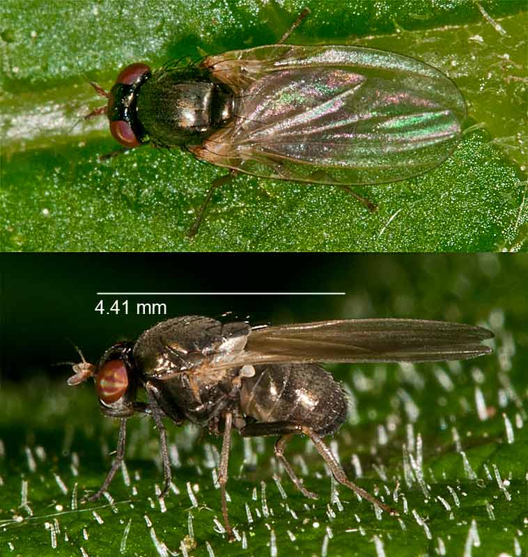 Diptera.info - Discussion Forum: Calliopum