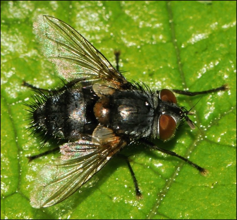Diptera.info - Discussion Forum: Carcelia sp? (Carcelia sp.(female)