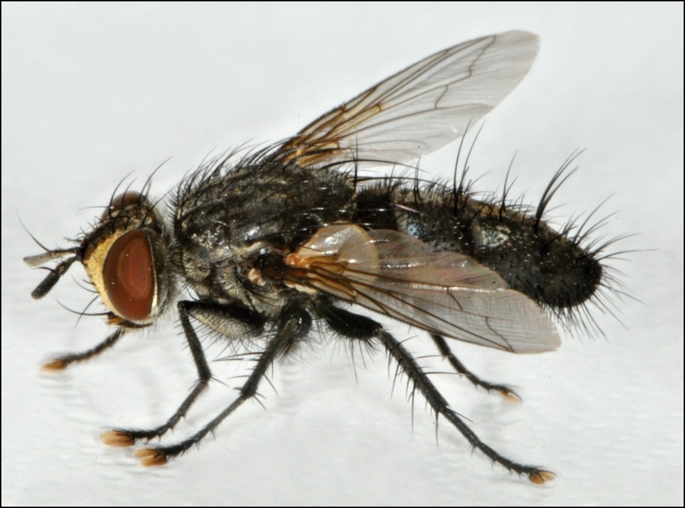 Diptera.info - Discussion Forum: Tachinidae_2_ID? (Exorista rustica(male)