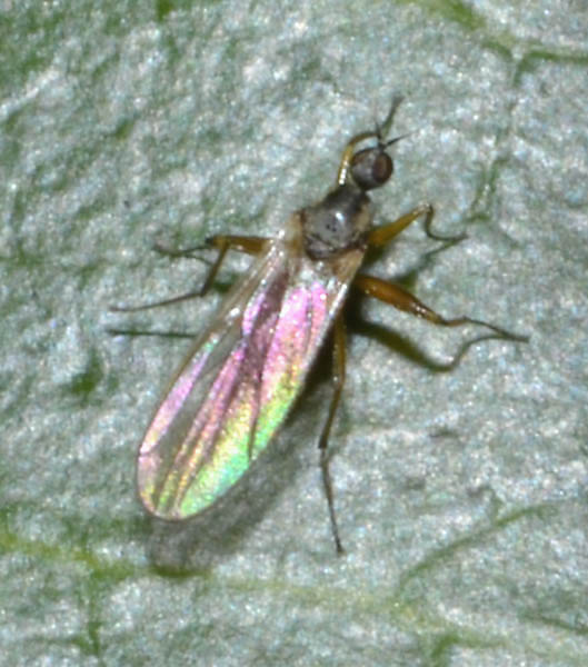 Diptera.info - Discussion Forum: Hybotidae ID?