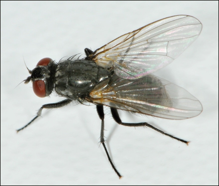Diptera.info - Discussion Forum: Hydrotaea diabolus? (Hydrotaea cf ...