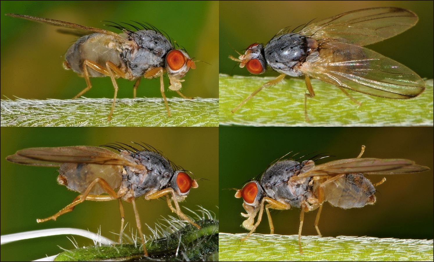 Diptera.info - Discussion Forum: Palloptera ustulata? (Palloptera ...