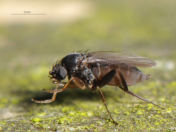 Diptera.info - Discussion Forum: Small fly for identification (UK)