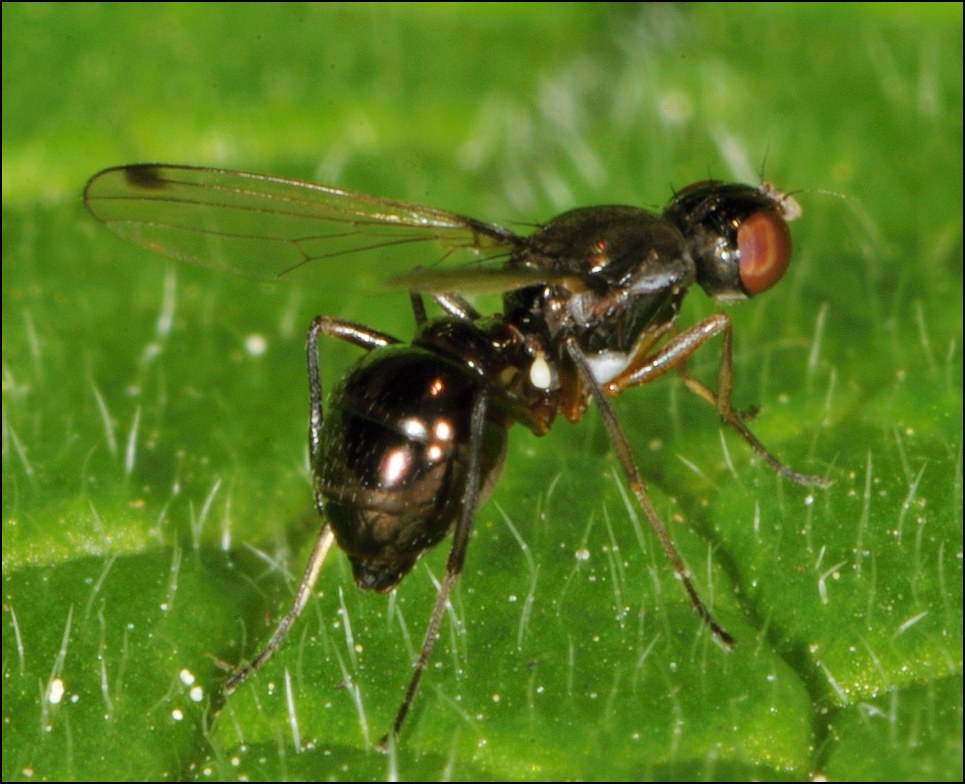 Diptera.info - Discussion Forum: Sepsis punctum(female)? (Sepsidae)