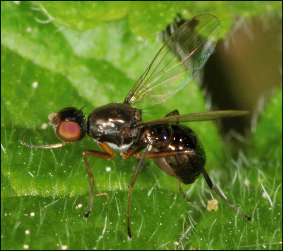 Diptera.info - Discussion Forum: Sepsis punctum(female)? (Sepsidae)