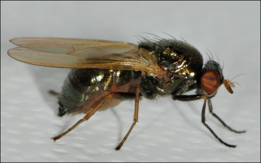 Diptera.info - Discussion Forum: Calliopum simillimum? (Calliopum sp.)