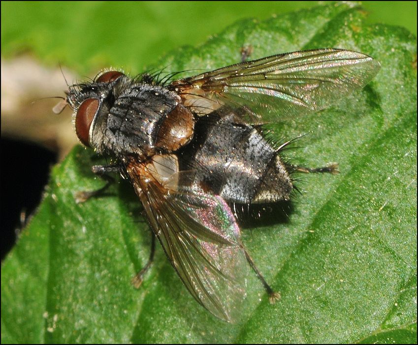 Diptera.info - Discussion Forum: Carcelia dubia? (Carcelia sp.)