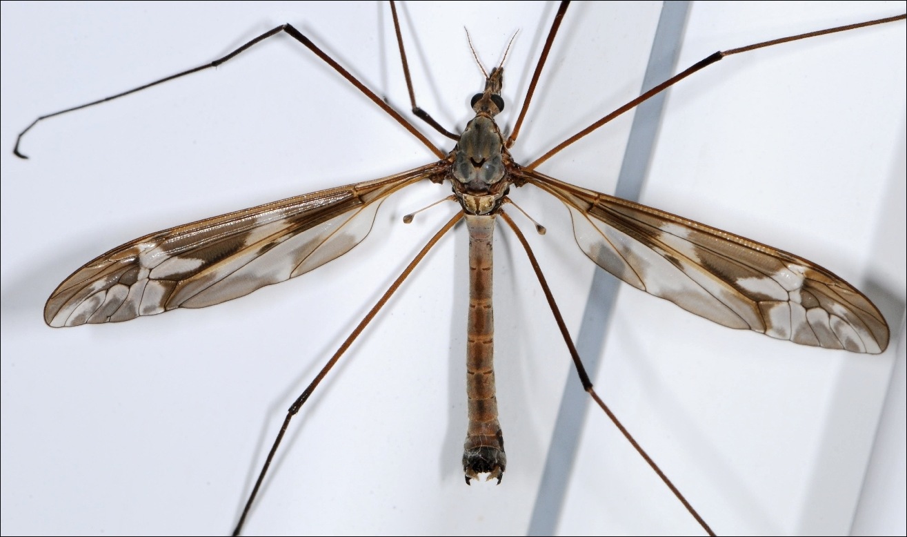 Diptera.info - Discussion Forum: Tipulidae? (Tipula (Acutipula) maxima ...
