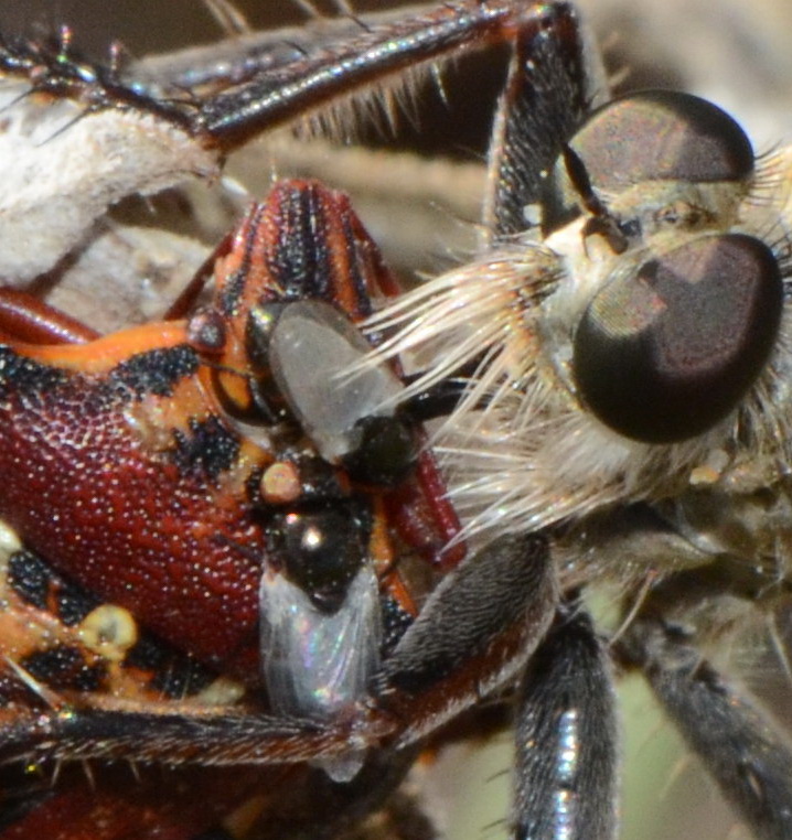 Diptera.info - Discussion Forum: Acalyptratae from Valencia (Spain)