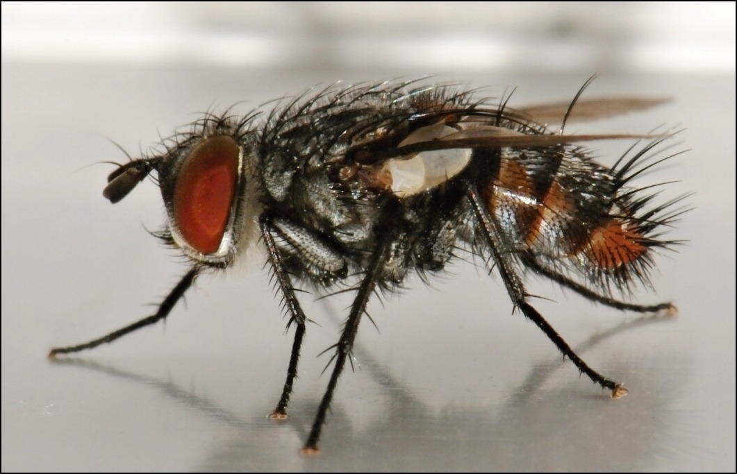 Diptera.info - Discussion Forum: Carcelia sp.(female)? (Winthemia sp ...