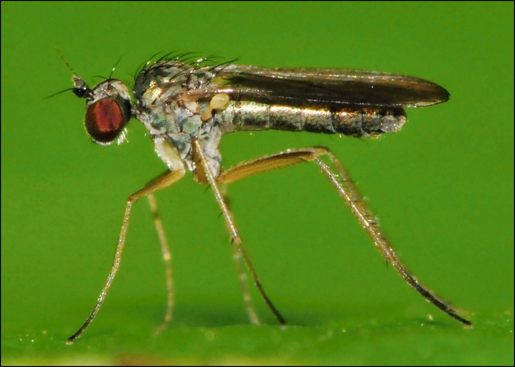 Diptera.info - Discussion Forum: Sciapus sp.? (Sympycnus spiculatus(male)