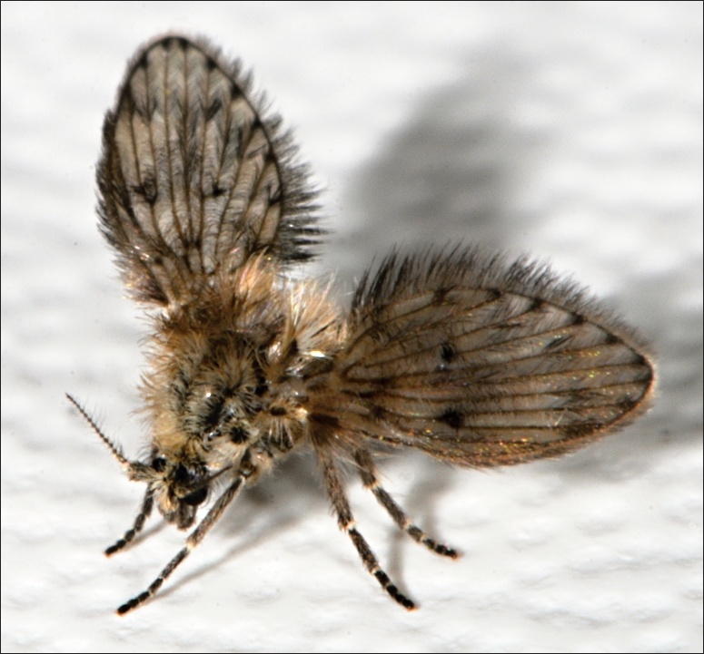 Diptera.info - Discussion Forum: Pericoma sp.? (Ulomyia sp.)