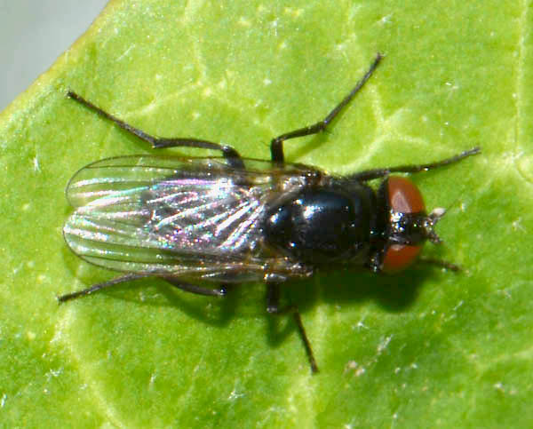 Diptera.info - Discussion Forum: Hydrotaea ignava