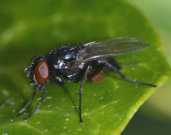 Diptera.info - Discussion Forum: Hydrotaea ignava