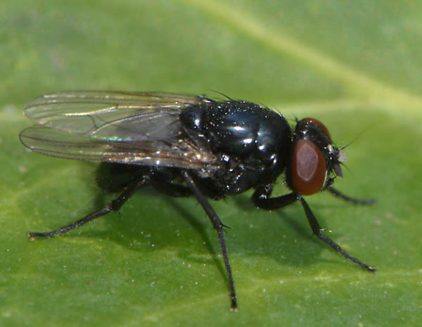Diptera.info - Discussion Forum: Hydrotaea ignava