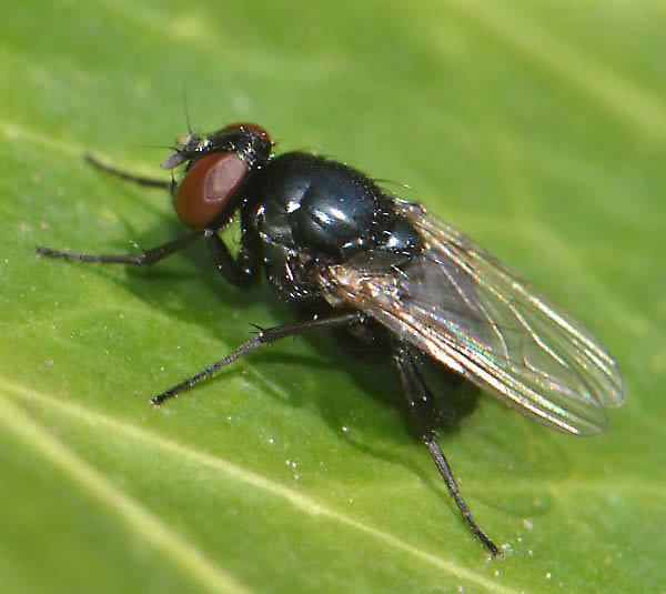 Diptera.info - Discussion Forum: Hydrotaea ignava