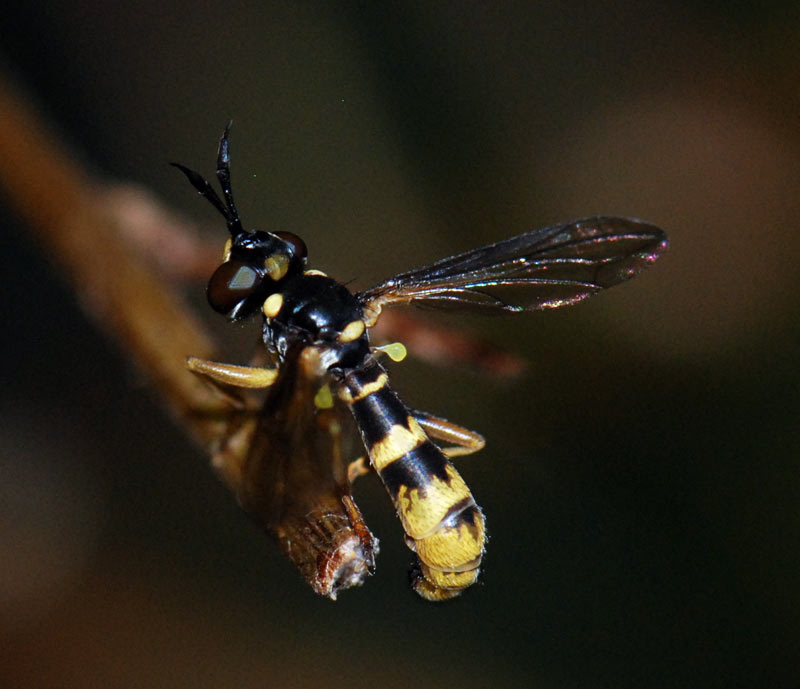 Diptera.info - Discussion Forum: Leopoldius signatus ? was : Small Conopid