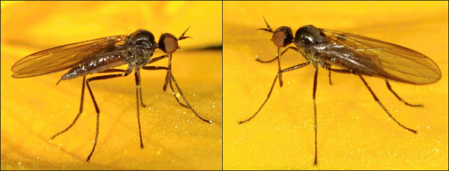 Diptera.info - Discussion Forum: Rhamphomyia sp.? (Rhamphomyia ...