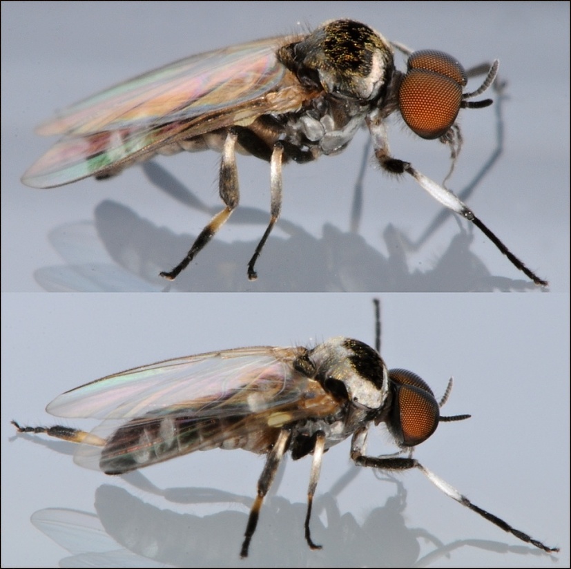 Diptera.info - Discussion Forum: 1_Simulium sp.? (Simulium)