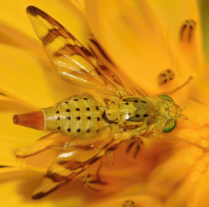 Diptera.info - Discussion Forum: Orellia falcata(female)? (Orellia ...