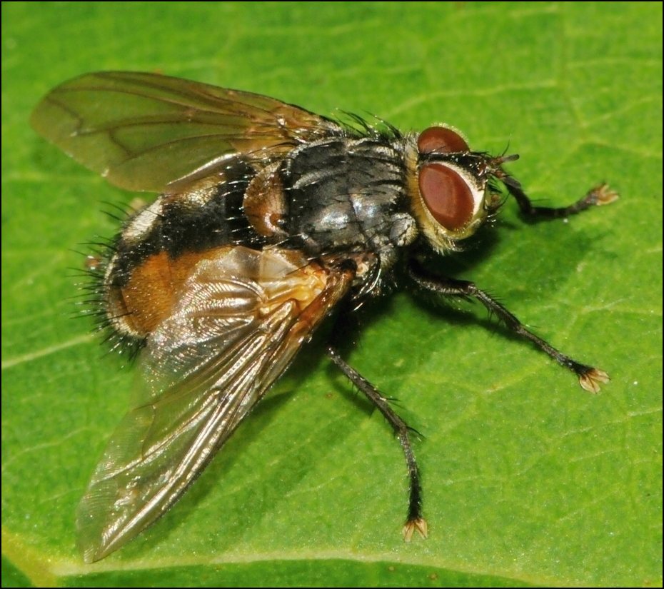 Diptera.info - Discussion Forum: Carcelia sp.(male)? (Nemoraea pellucida)
