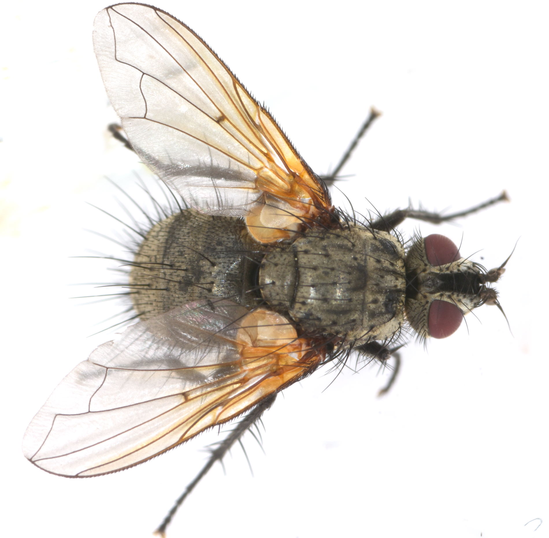 Diptera.info - Discussion Forum: Cleonice callida