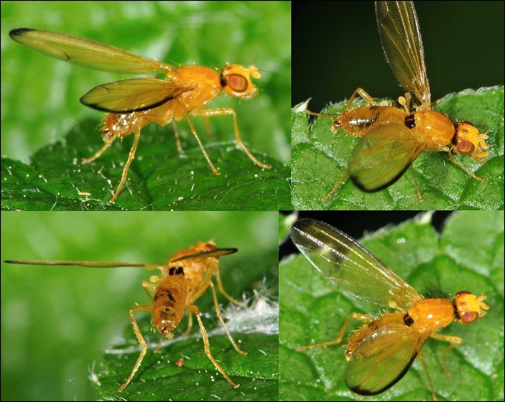 Diptera.info - Discussion Forum: Palloptera saltuum(female ...