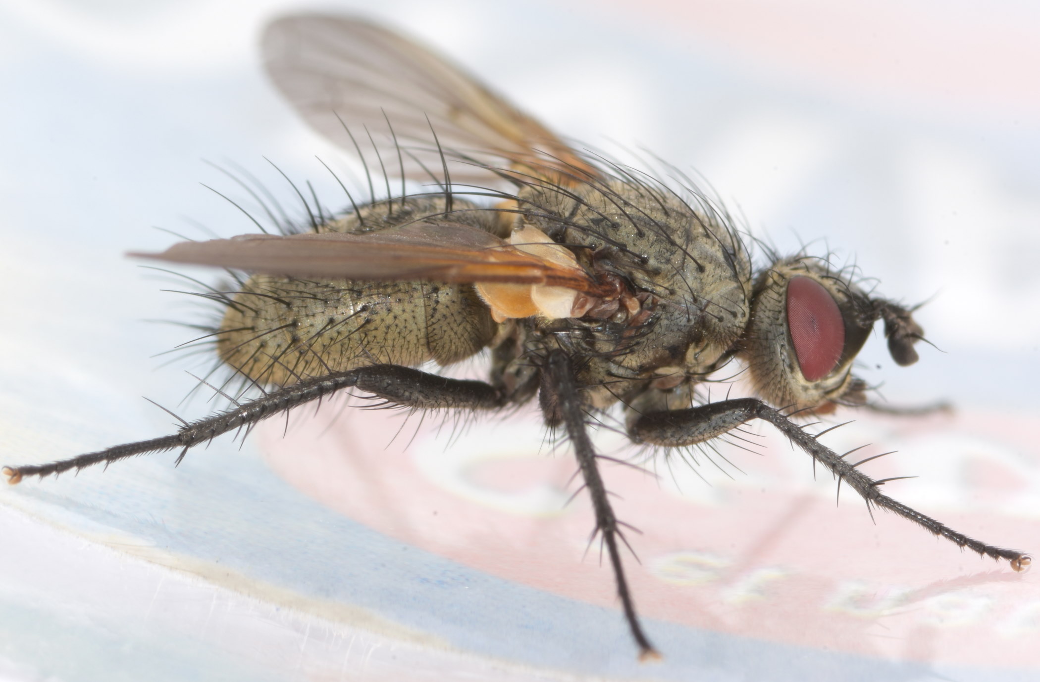 Diptera.info - Discussion Forum: Cleonice callida