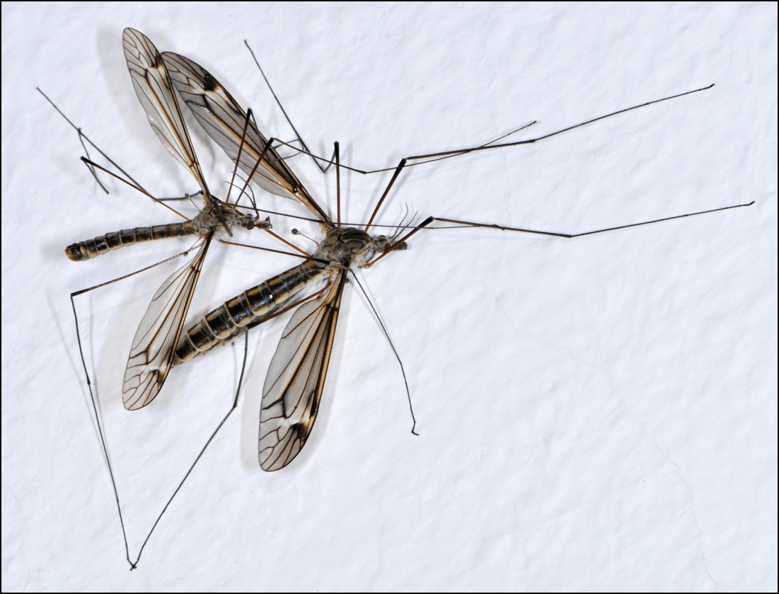 Diptera.info - Discussion Forum: Tipulidae? (Tipula lateralis(copula)