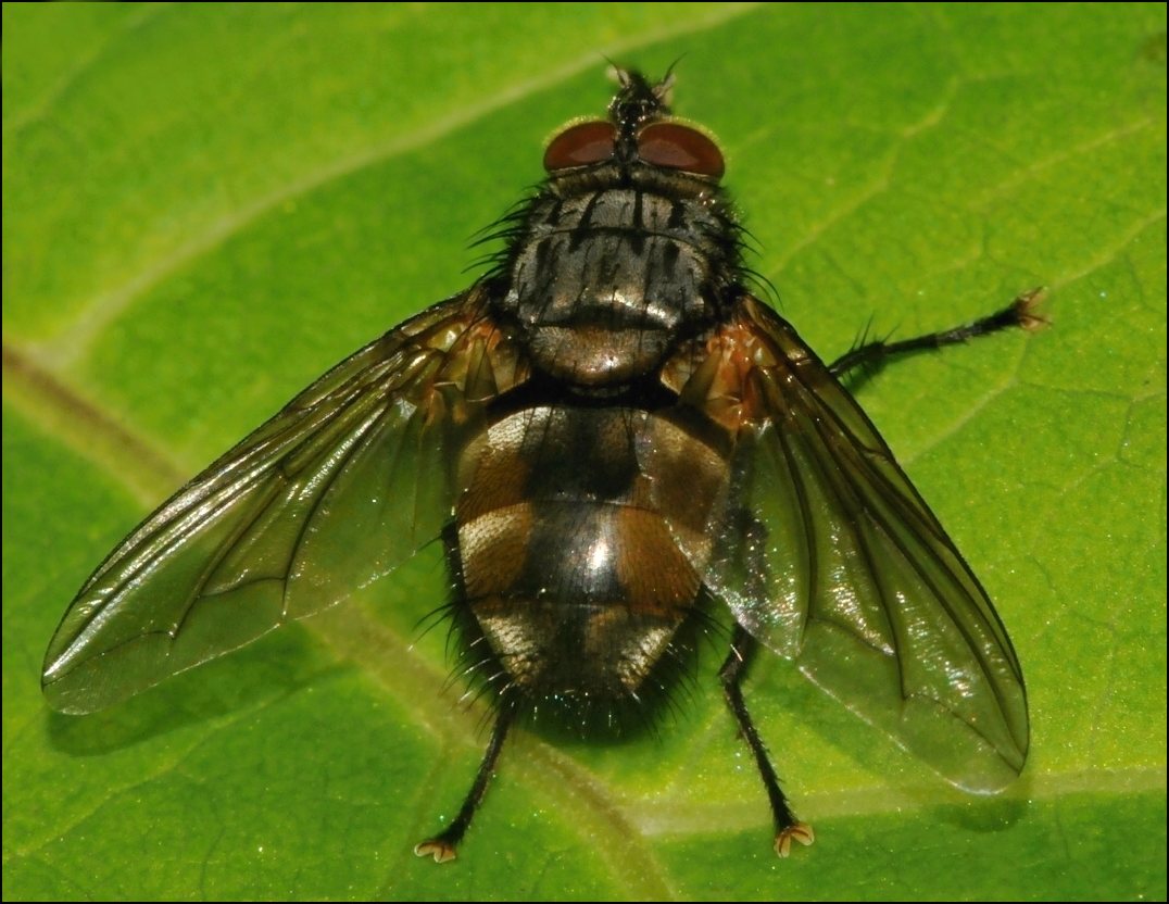 Diptera.info - Discussion Forum: Carcelia sp.(male)? (Nemoraea pellucida)