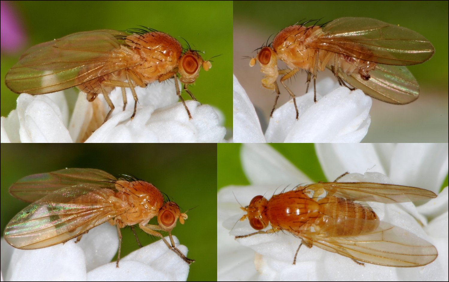 Diptera.info - Discussion Forum: 229_ID? (Homoneura patelliformis ...