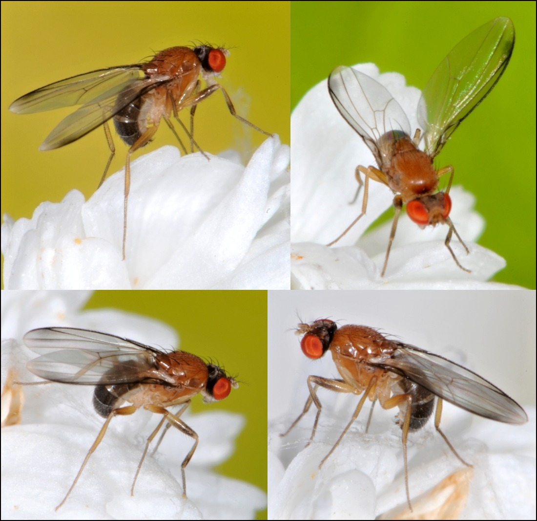 Diptera.info - Discussion Forum: Chymomyza fuscimana? (Chymomyza fuscimana)