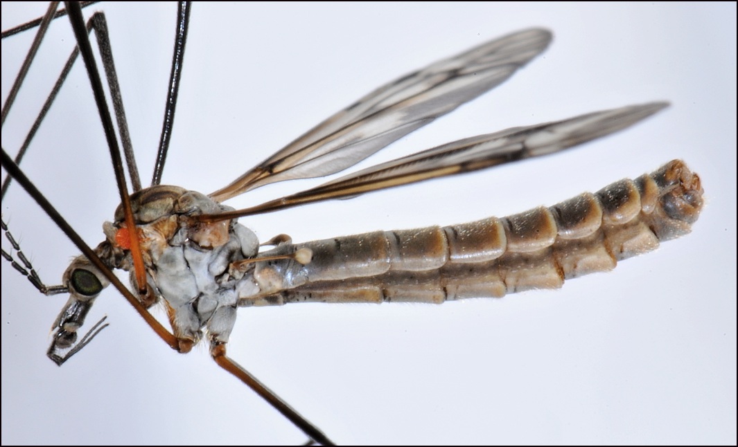 Diptera.info - Discussion Forum: 2_Tipulidae_ID? (Tipula (Pterelachisus ...