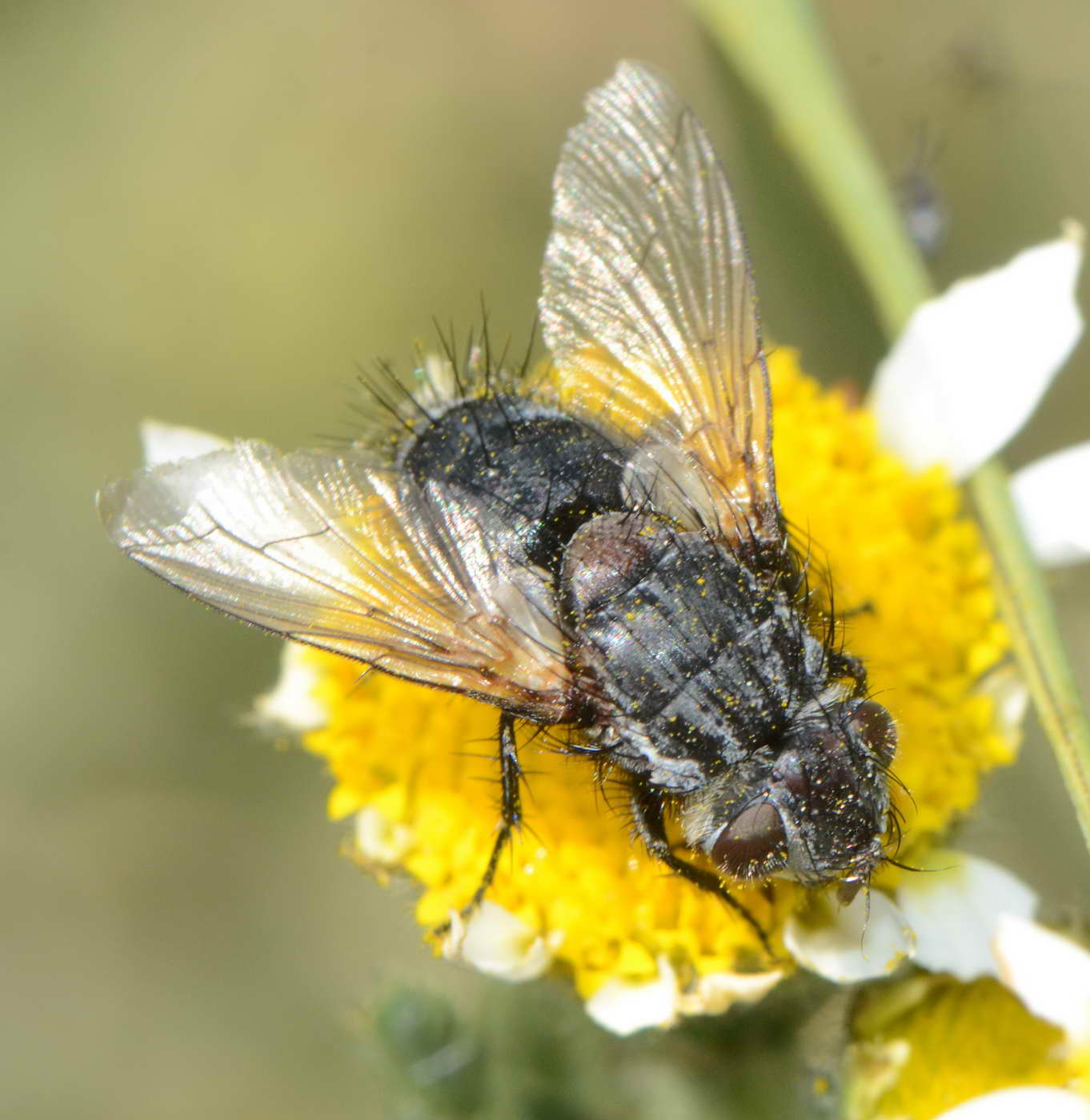 Diptera.info - Discussion Forum: Exoristinae from Madrid -> Chetogena ...