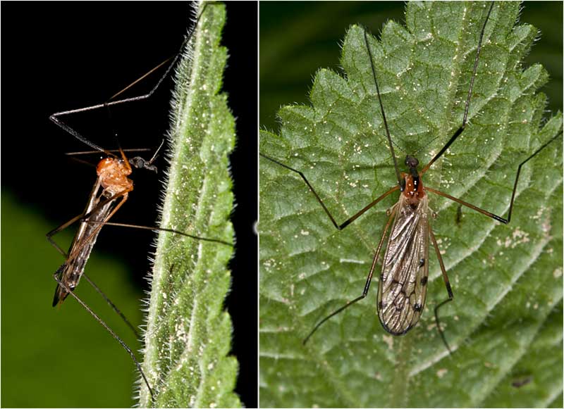 Diptera.info - Discussion Forum: tipulidae id