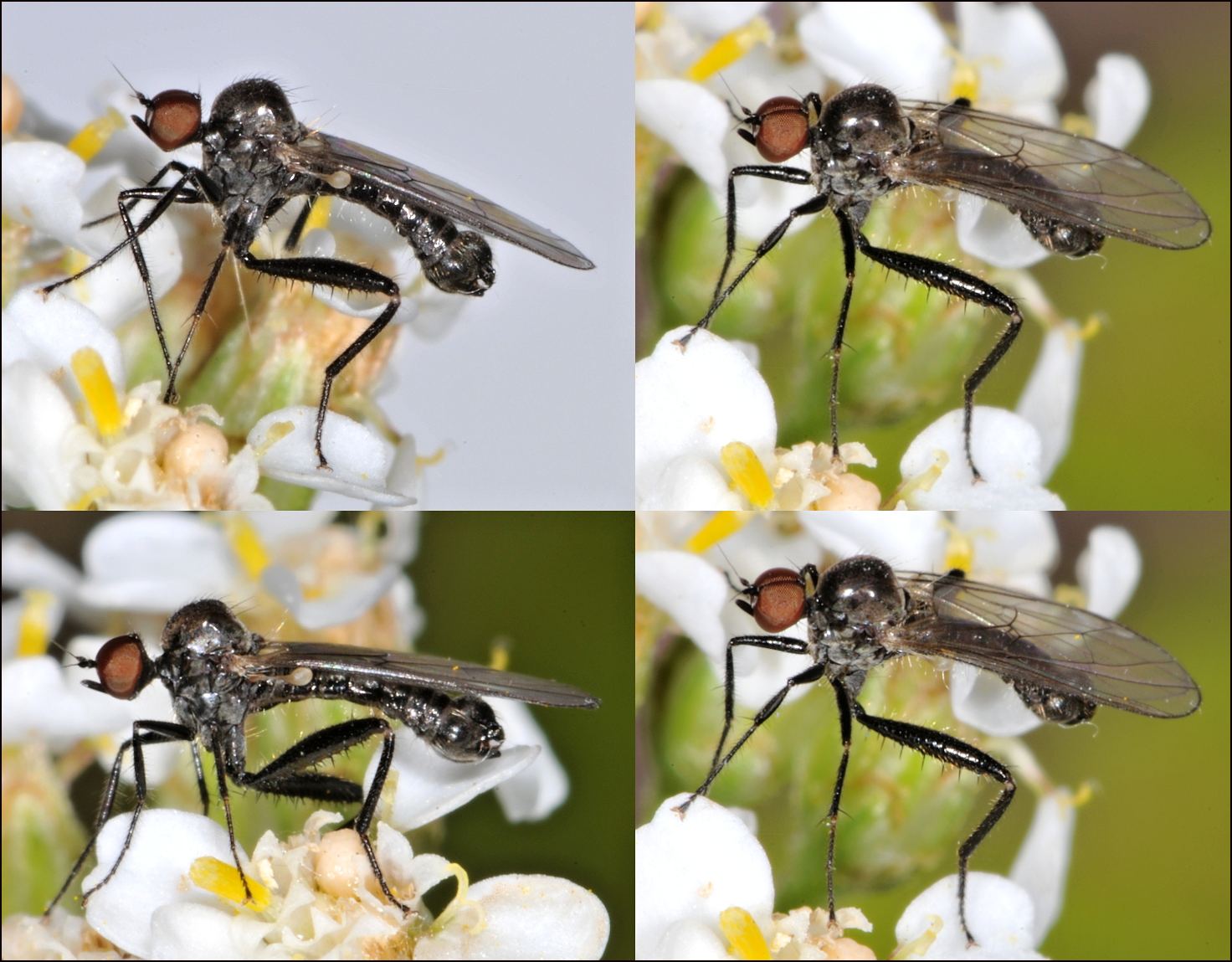 Diptera.info - Discussion Forum: Hybos culiciformis? (Hybos ...