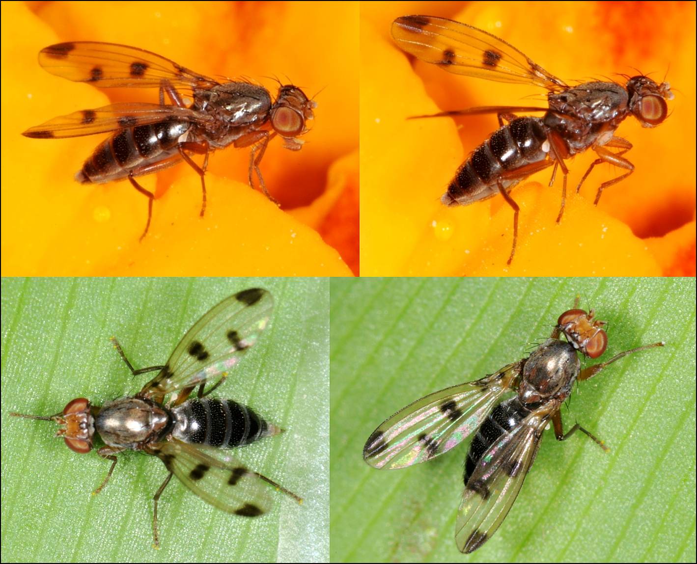 Diptera.info - Discussion Forum: Herina nigrina? (Geomyza tripuctata ...