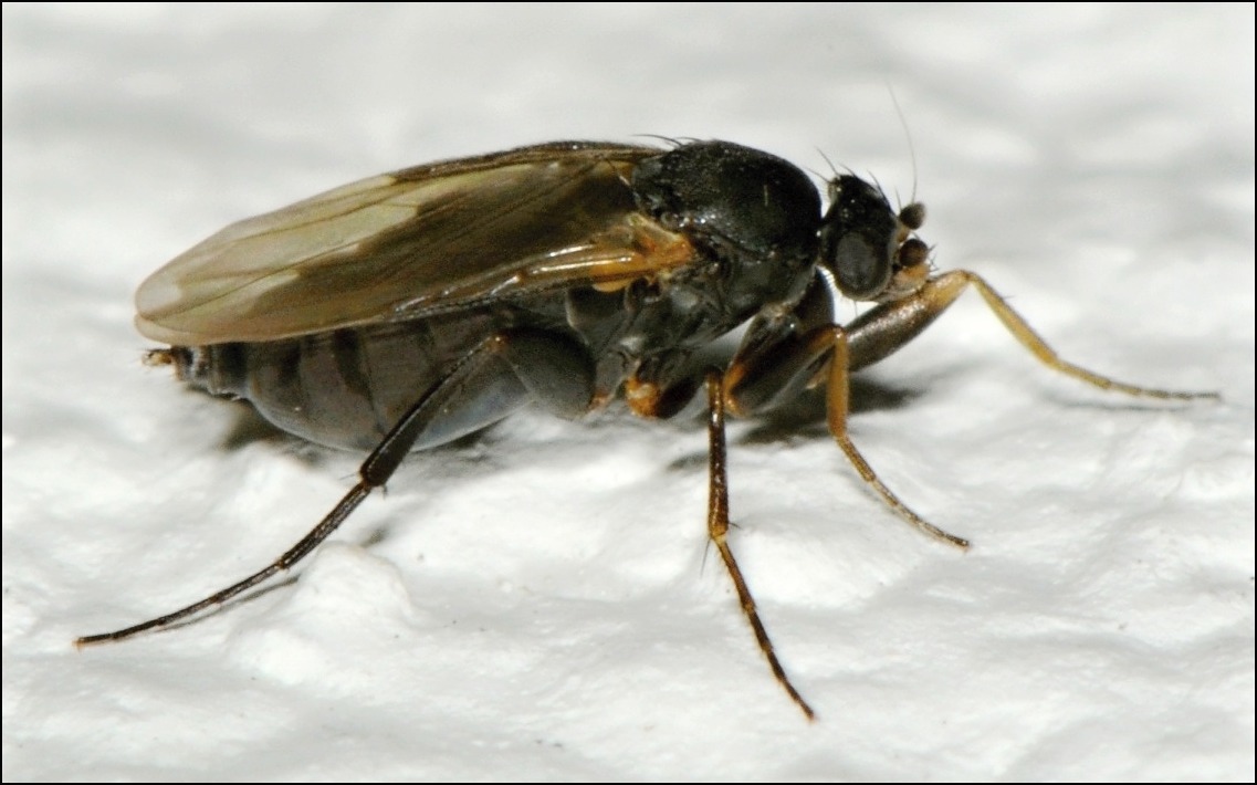 Diptera.info - Discussion Forum: Diplonevra nitidula? (Diplonevra cf ...