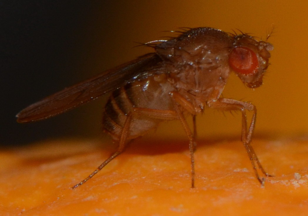 Diptera.info - Discussion Forum: Drosophila sp. from E Spain
