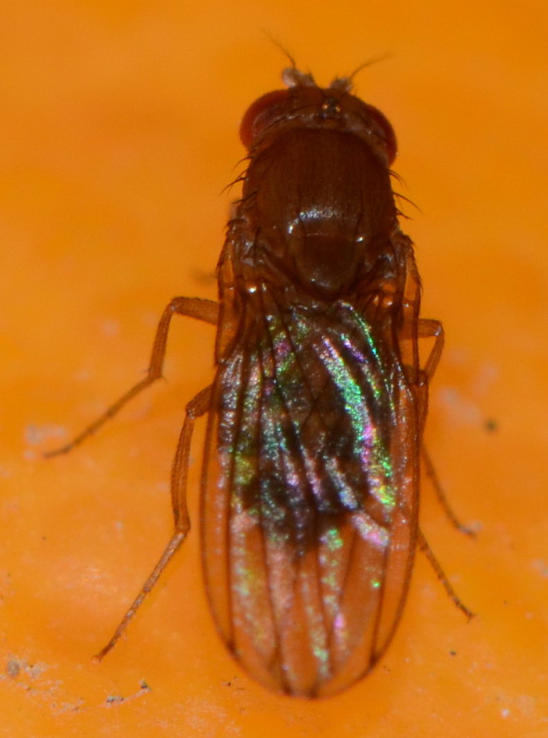 Diptera.info - Discussion Forum: Drosophila sp. from E Spain