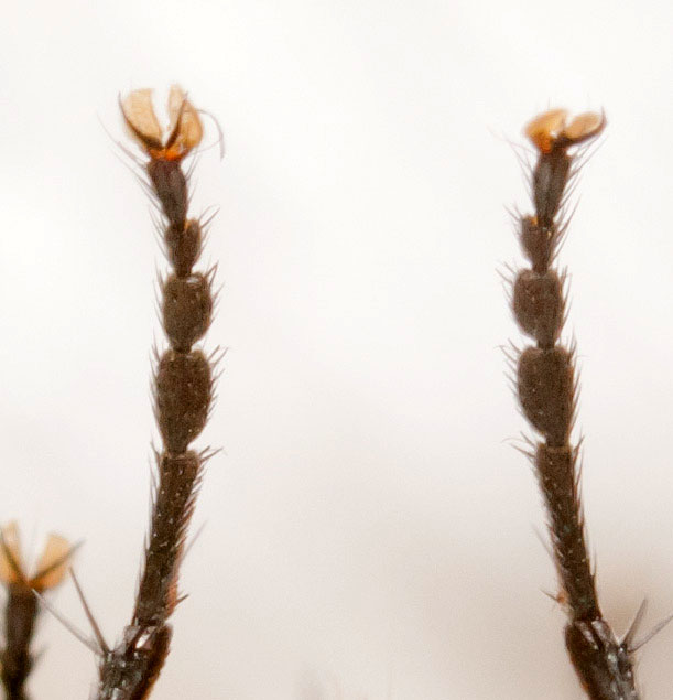 Diptera.info - Discussion Forum: Anthomyiidae. >Alliopsis species