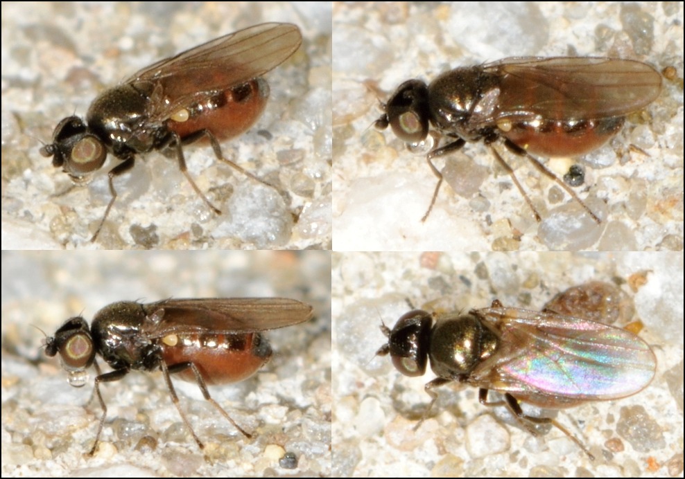 Diptera.info - Discussion Forum: Milichiidae_ID? (Oscinella sp.)